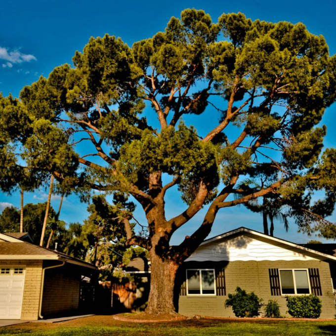 Aleppo Pine: A Hardy and Resilient Tree for Your Landscape